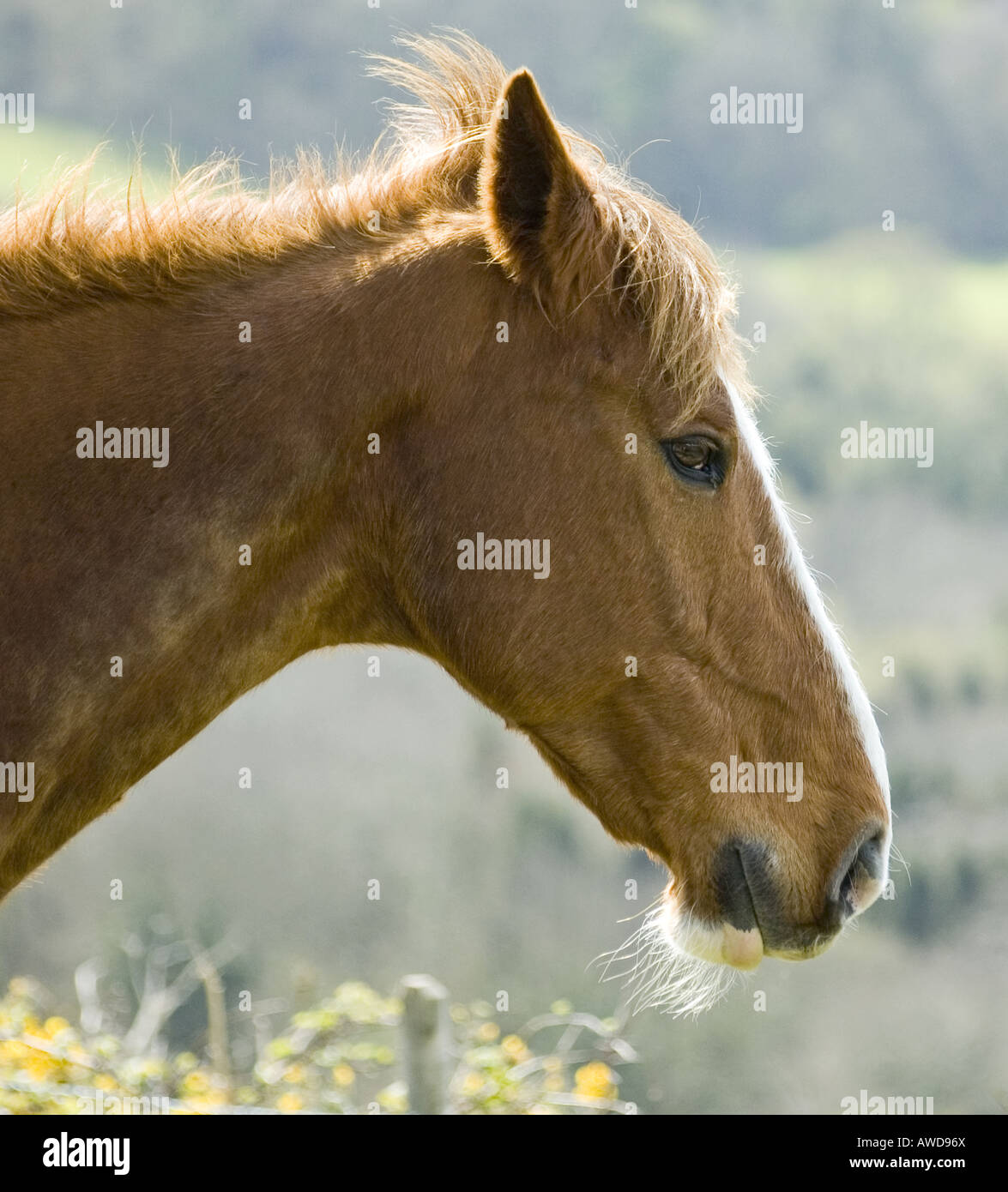 Horses Head close up Stock Photo - Alamy