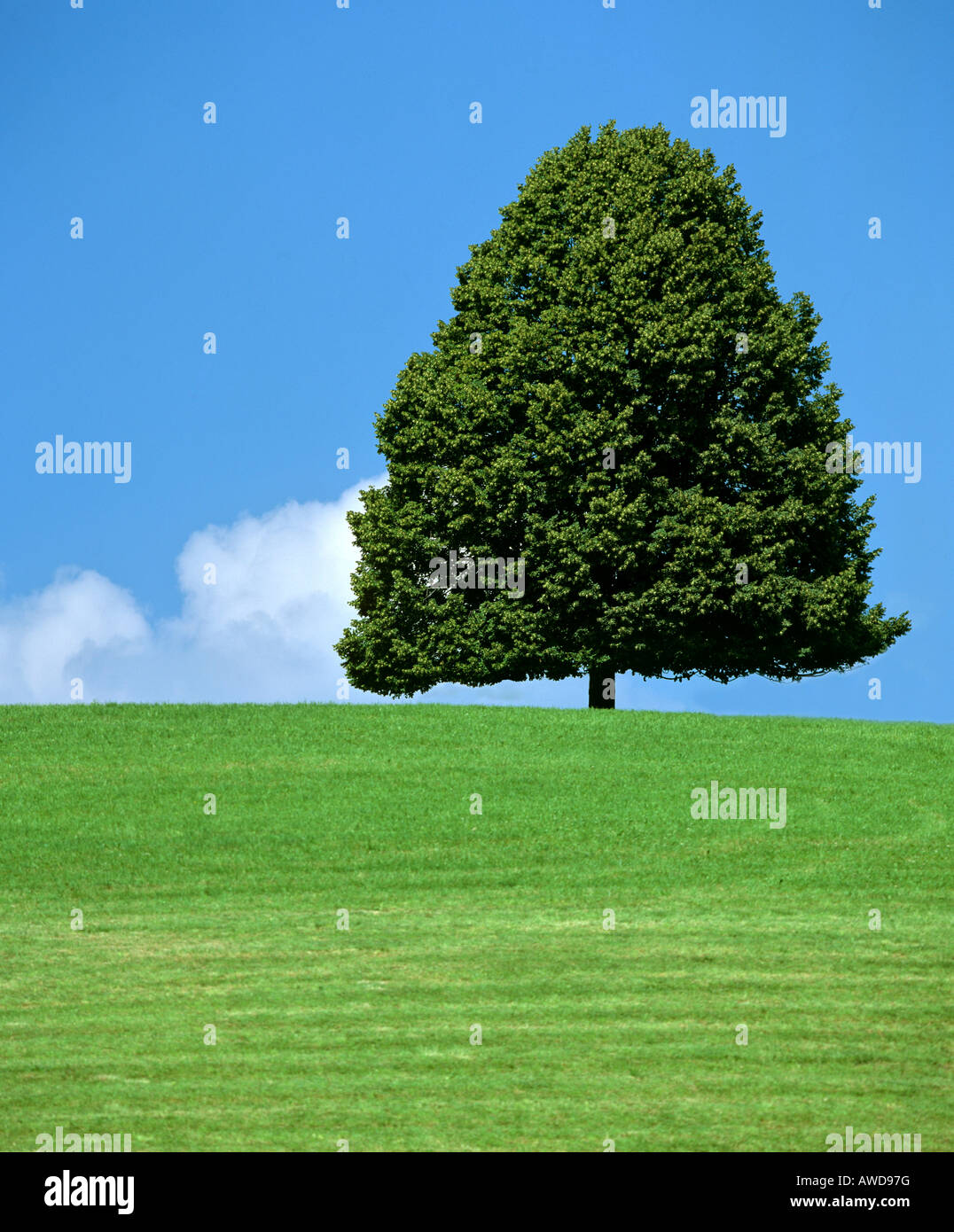 Lime tree (Tilia) on a summer meadow Stock Photo - Alamy