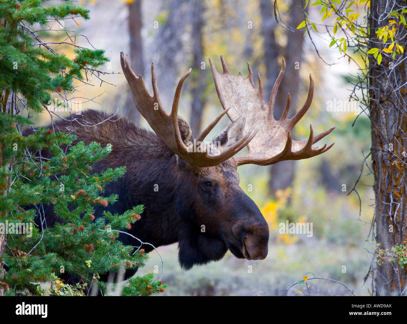 Moose mating hi-res stock photography and images - Alamy