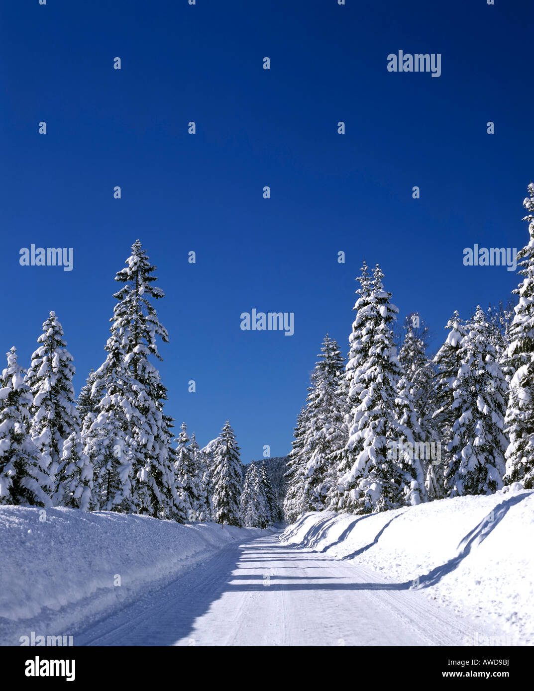 Snowy country road in winter Stock Photo - Alamy