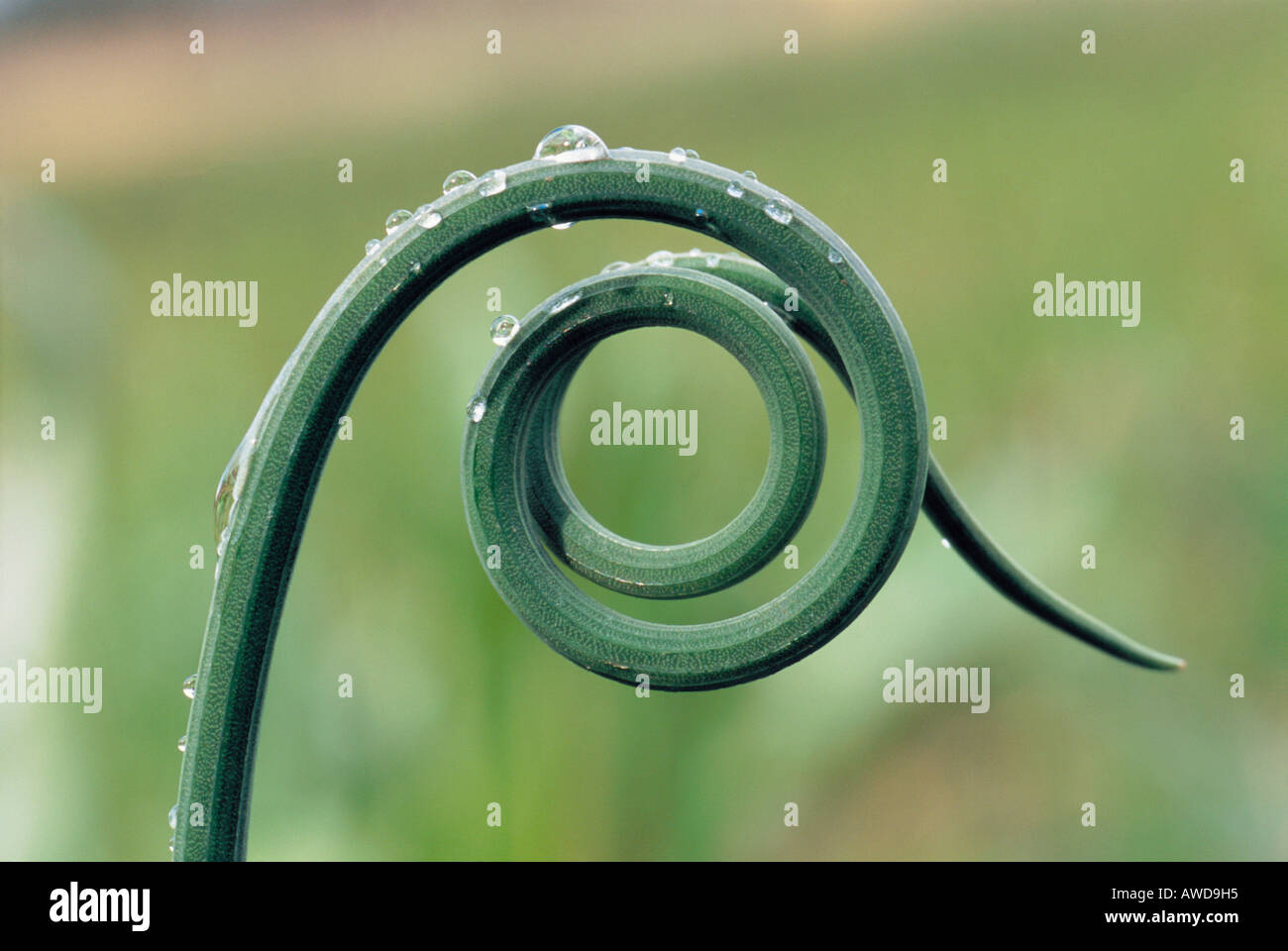 Tip of New Vine Growth Stock Photo - Alamy