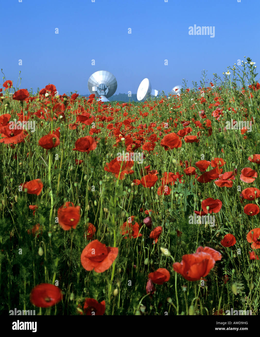 Antennas of the Satellite Earth Station Raisting, poppy field, Upper ...