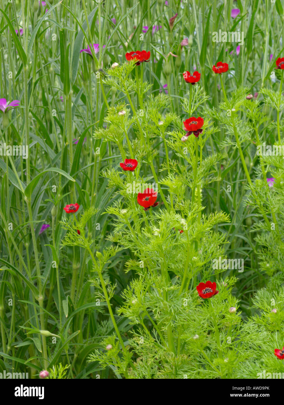 Adonis flowers hi-res stock photography and images - Alamy