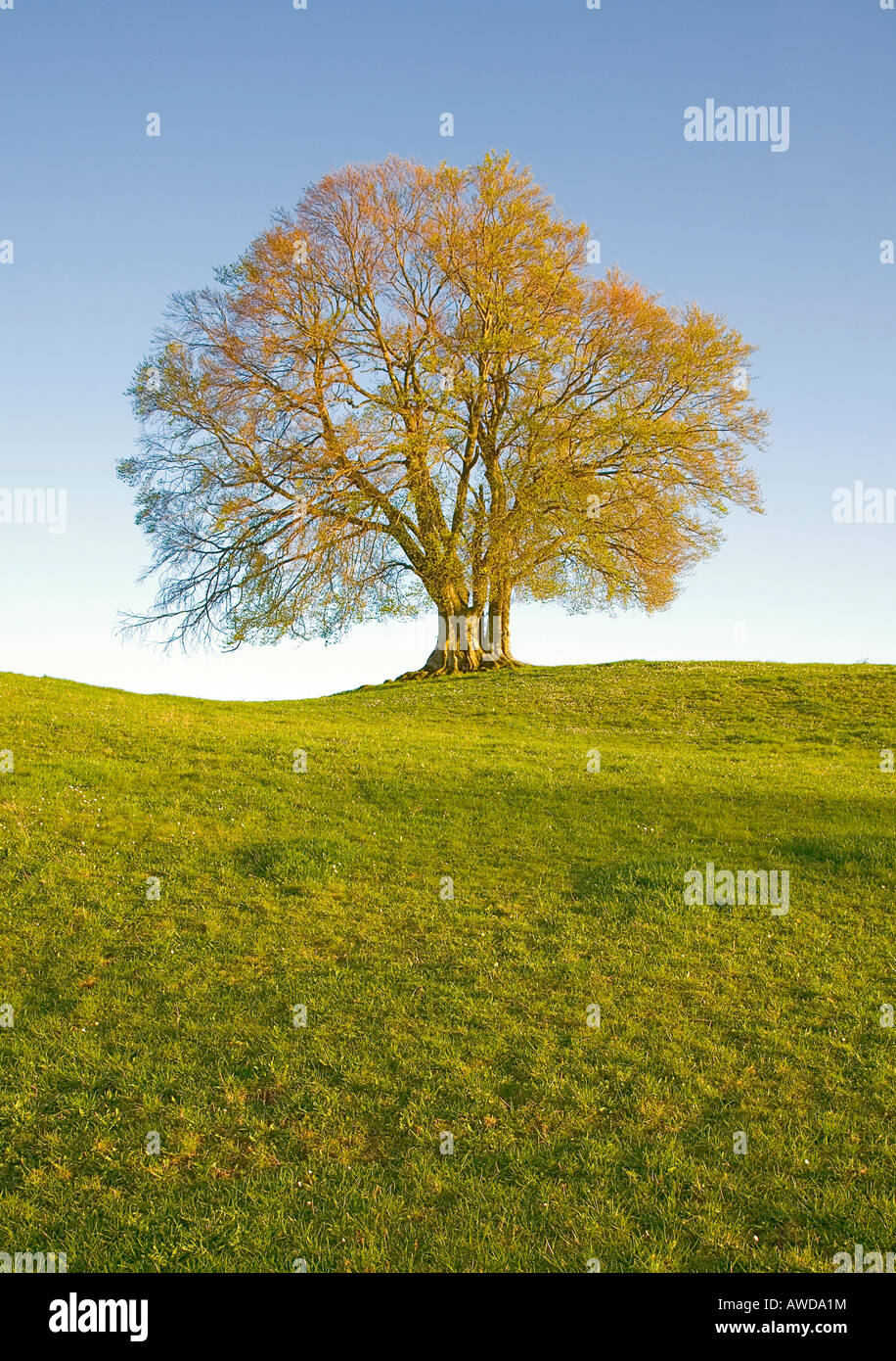 Natural monument, linden tree in spring, Poecking, Upper Bavaria ...
