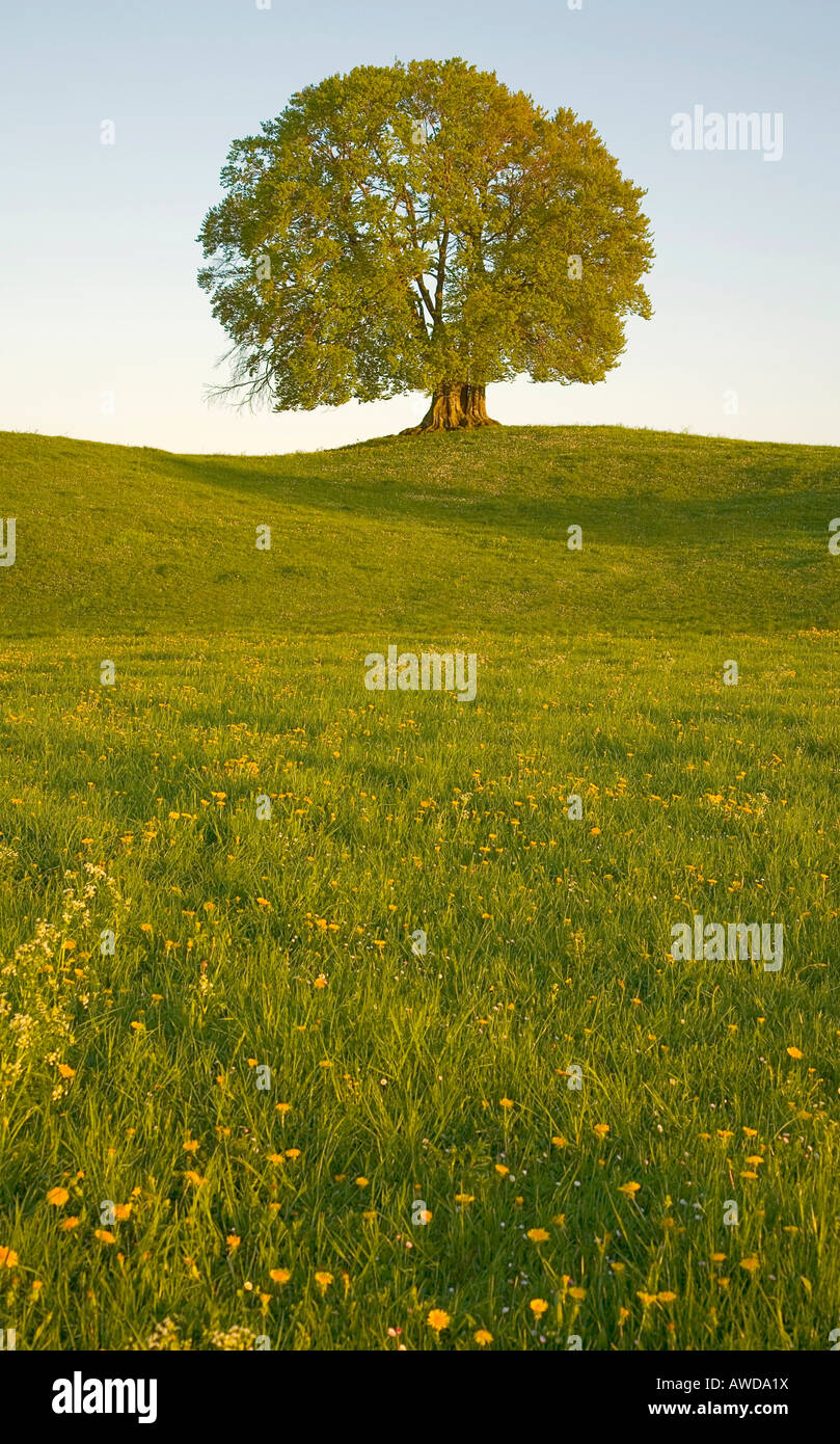 Natural monument, linden tree in spring, Poecking, Upper Bavaria ...