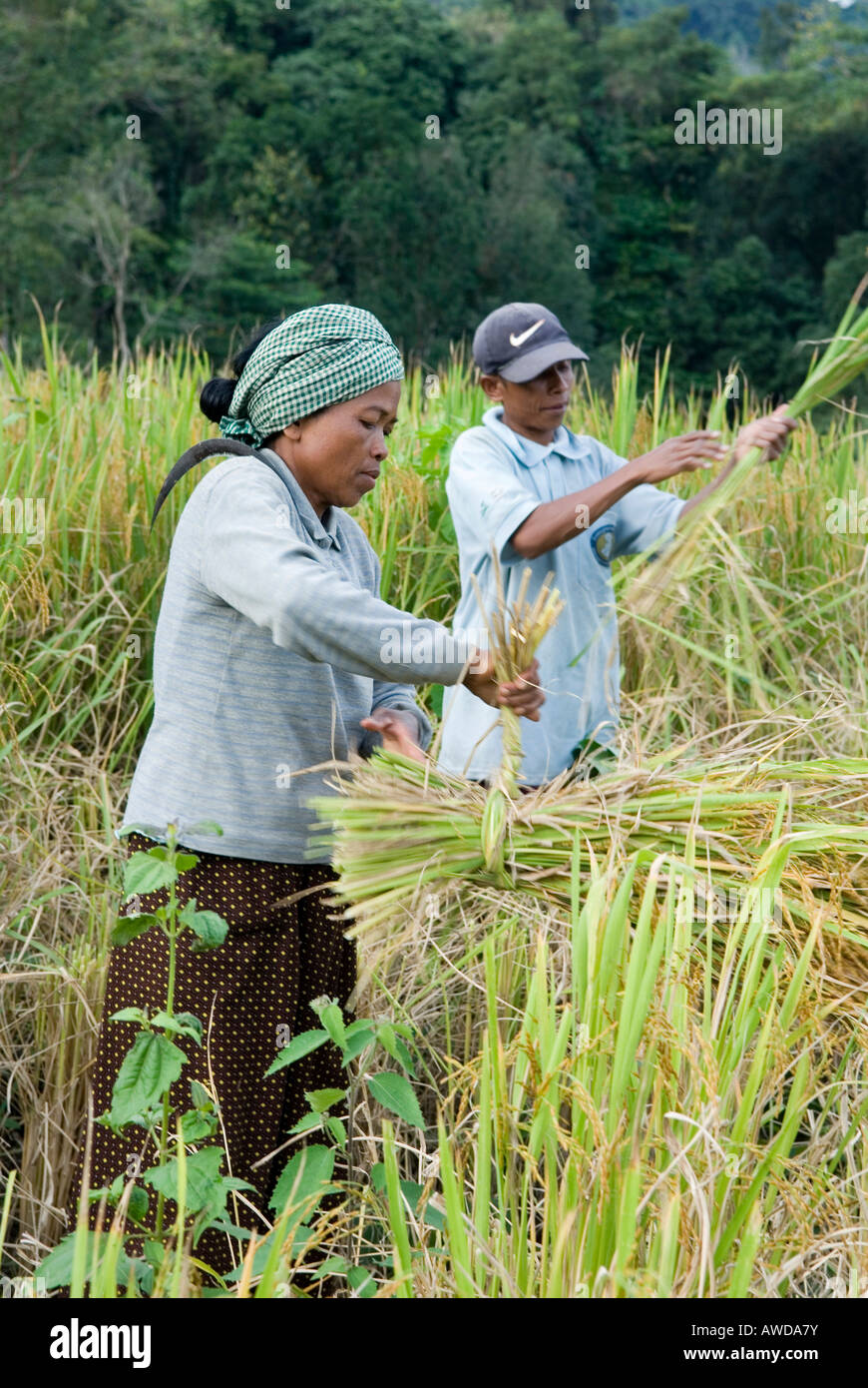 Farmers harvesting highland rice, Koh Kong Province, Cambodia Stock ...