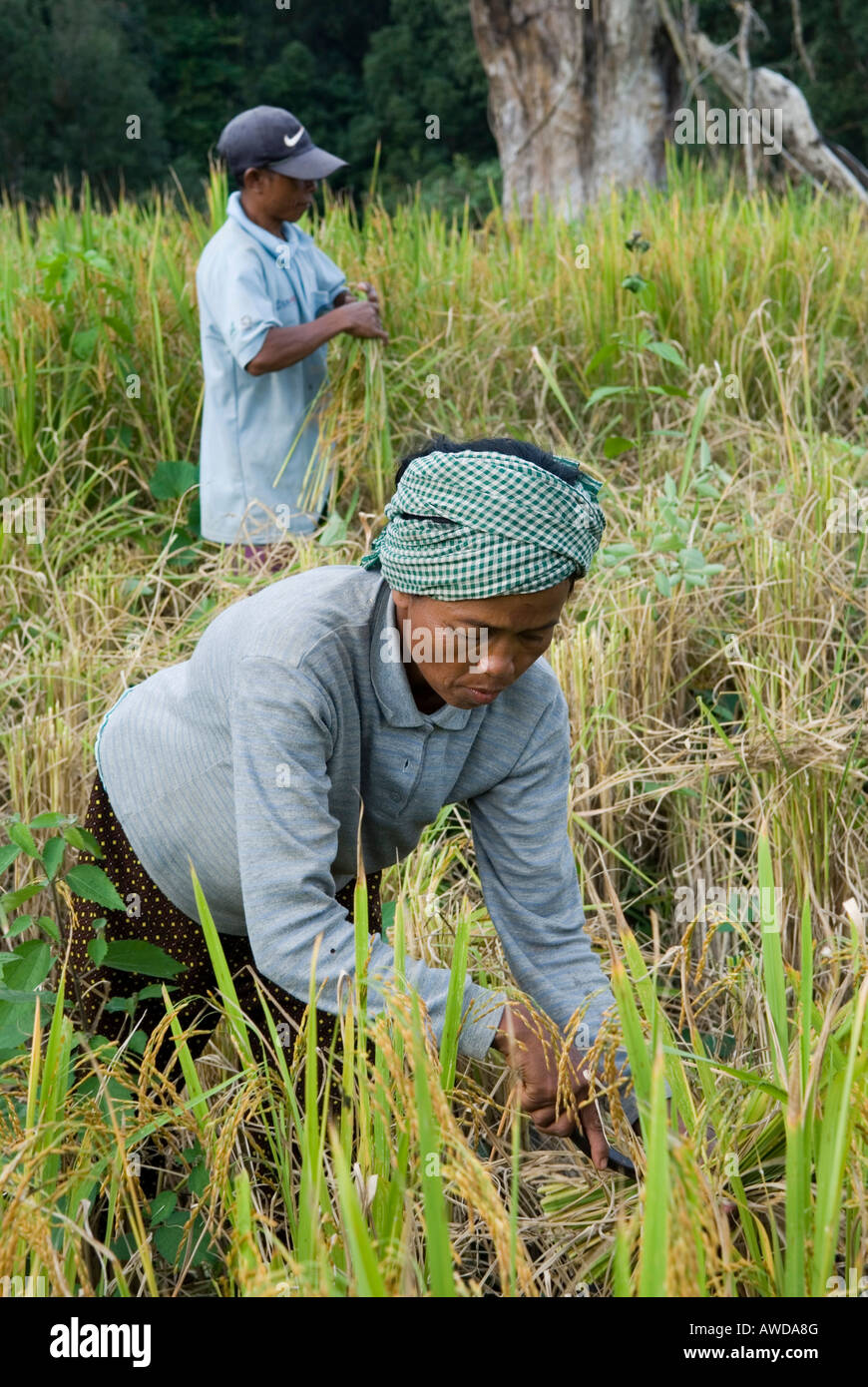 Farmers harvesting highland rice, Koh Kong Province, Cambodia Stock ...