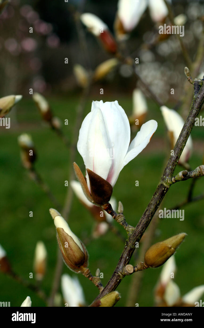 White magnolia garden hi-res stock photography and images - Alamy