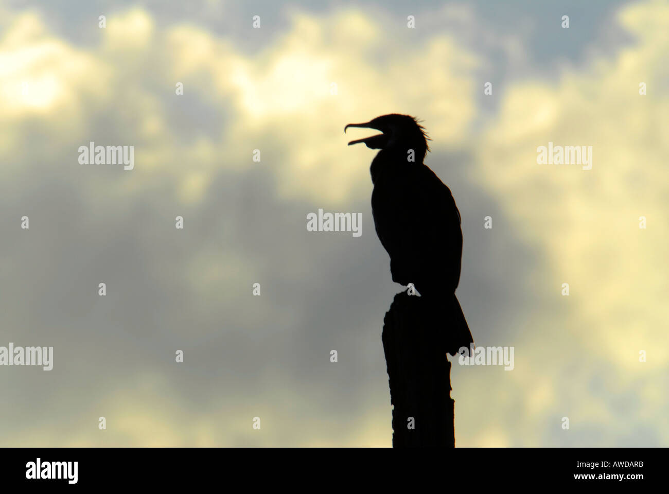 Indian shags hi-res stock photography and images - Alamy