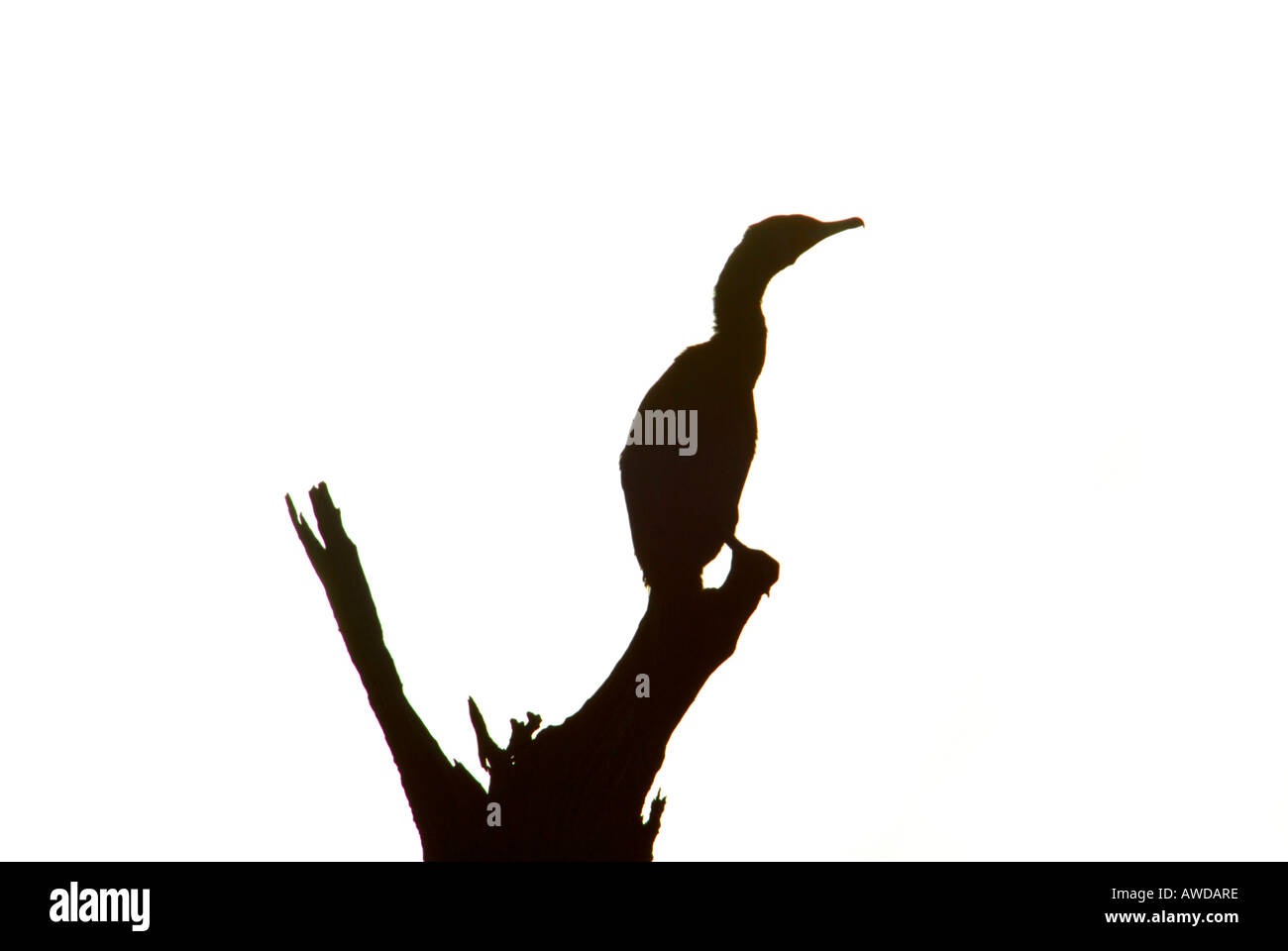 Indian shags hi-res stock photography and images - Alamy