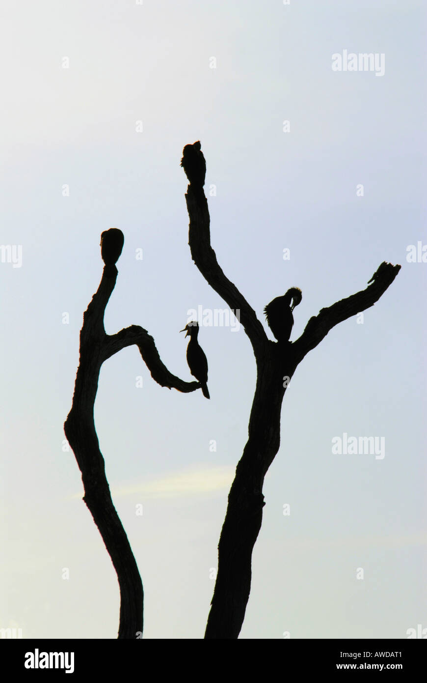 Indian shags hi-res stock photography and images - Alamy