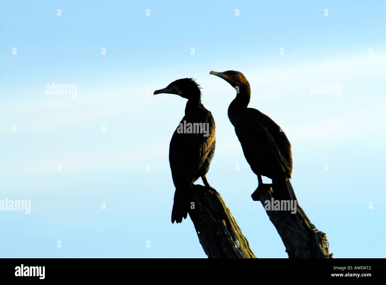 INDIAN SHAG IN PERIYAR TIGER RESERVE THEKKADY Stock Photo - Alamy