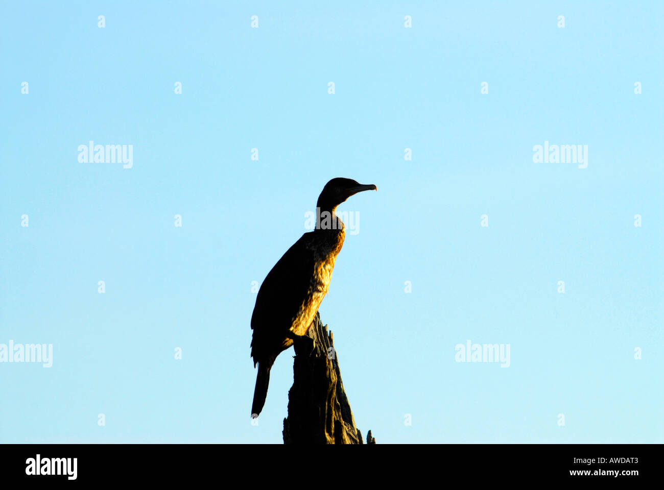 INDIAN SHAG IN PERIYAR TIGER RESERVE THEKKADY Stock Photo - Alamy