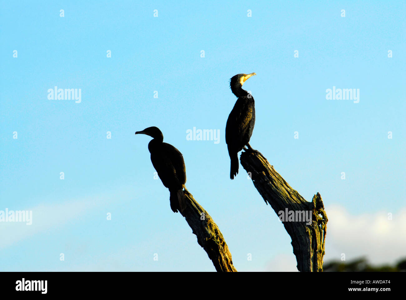 Indian shags hi-res stock photography and images - Alamy