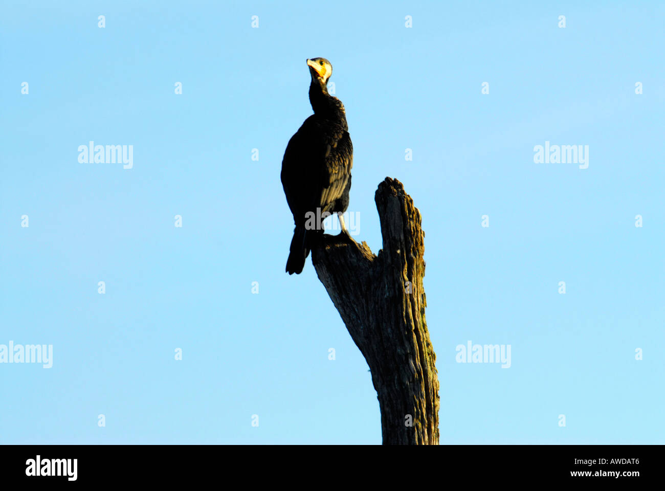 Indian shags hi-res stock photography and images - Alamy