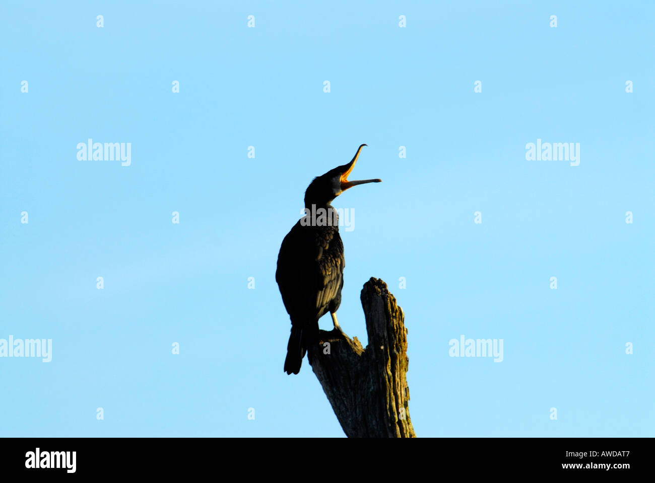 Indian shags hi-res stock photography and images - Alamy