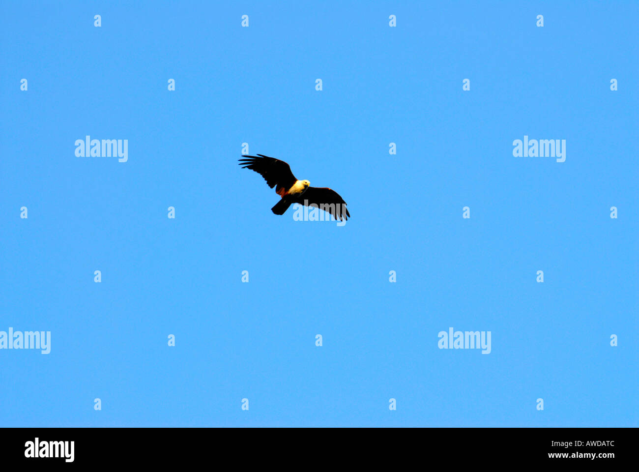 Tiger Kite High Resolution Stock Photography and Images - Alamy