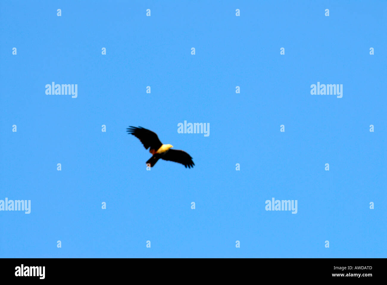 Tiger kites hi-res stock photography and images - Alamy