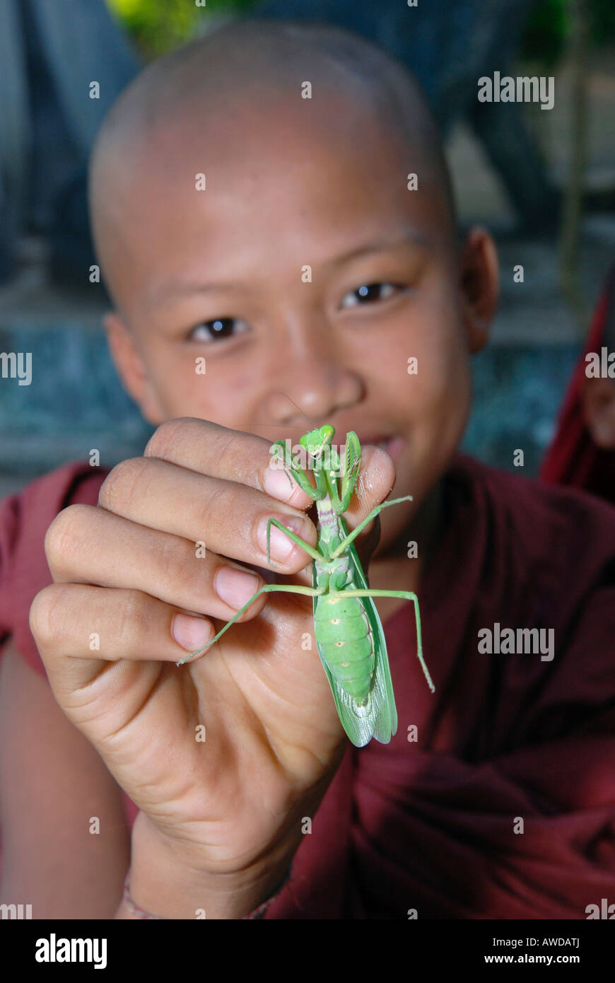 Young buddhist monk showing praying mantis, Burma Stock Photo - Alamy