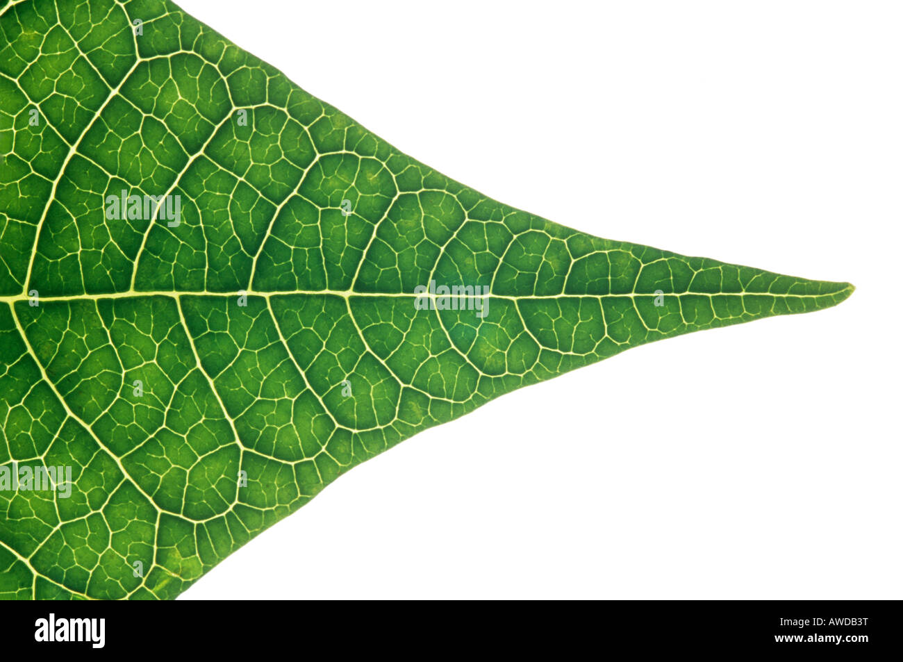 Leaf Vain Patterns on Lightbox Stock Photo - Alamy