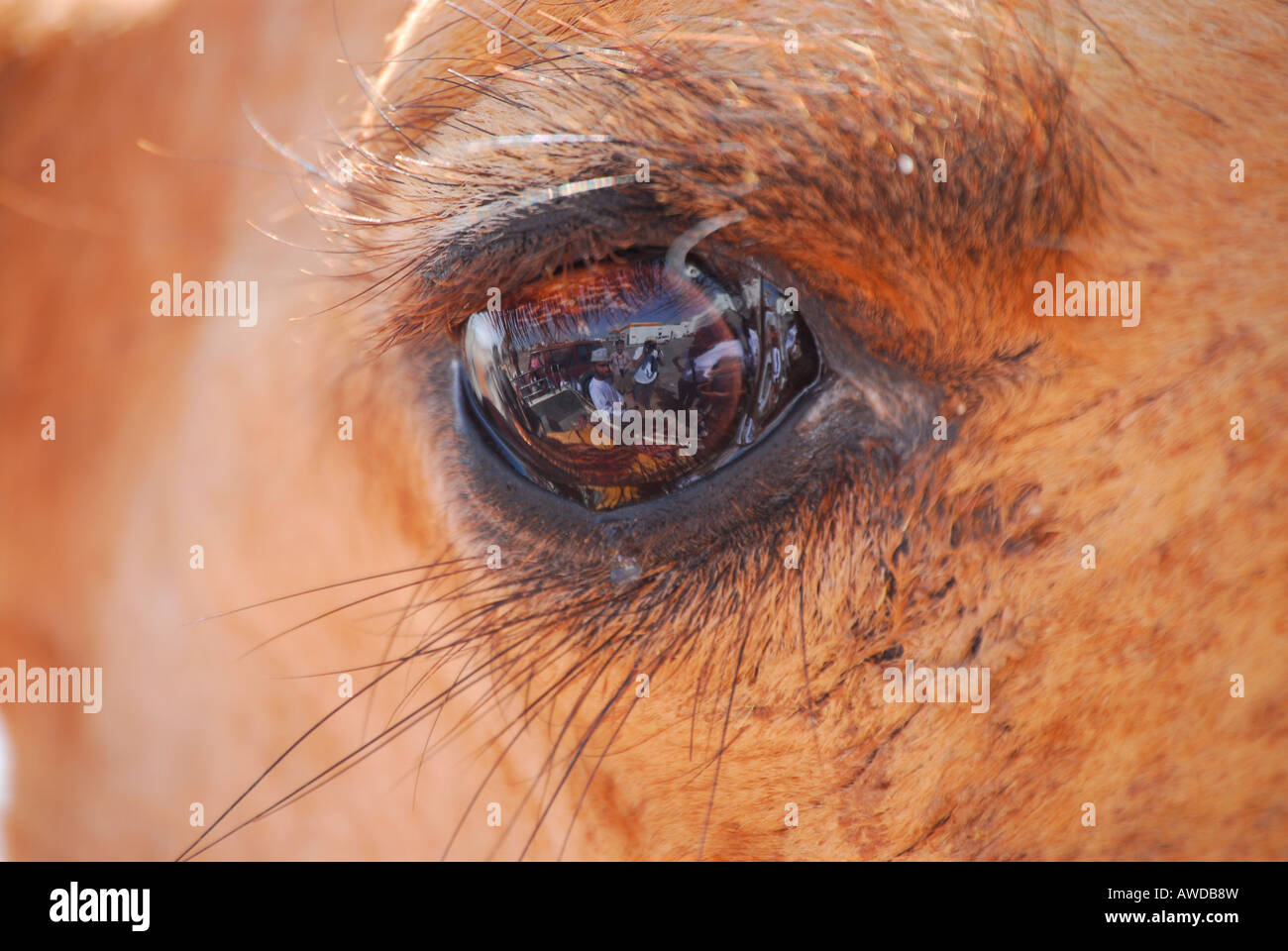 Camel's eye, Ibra, Oman Stock Photo - Alamy