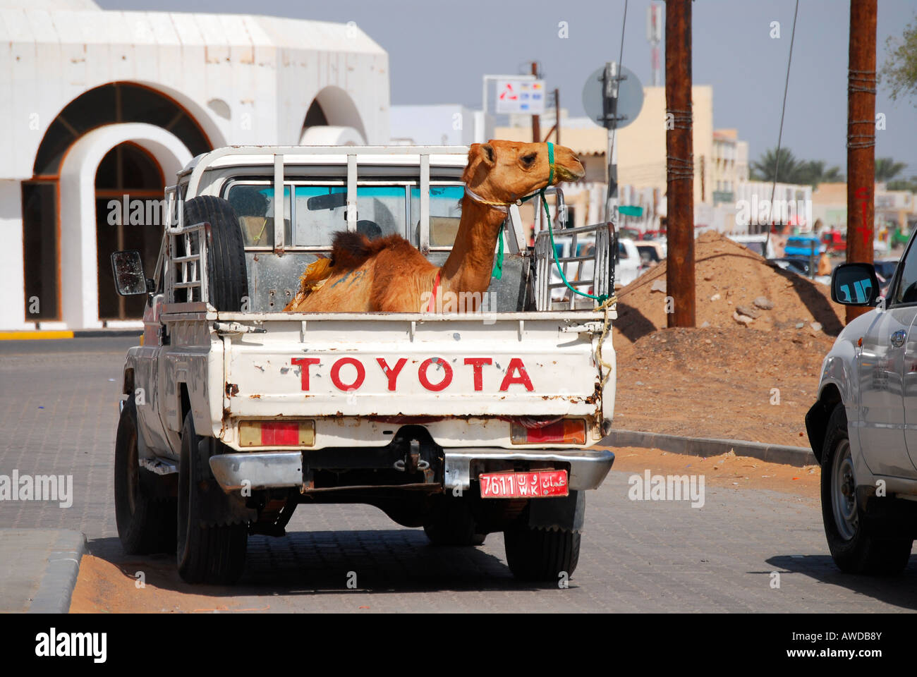 Camel on the back of a car, Ibra, Oman Stock Photo - Alamy