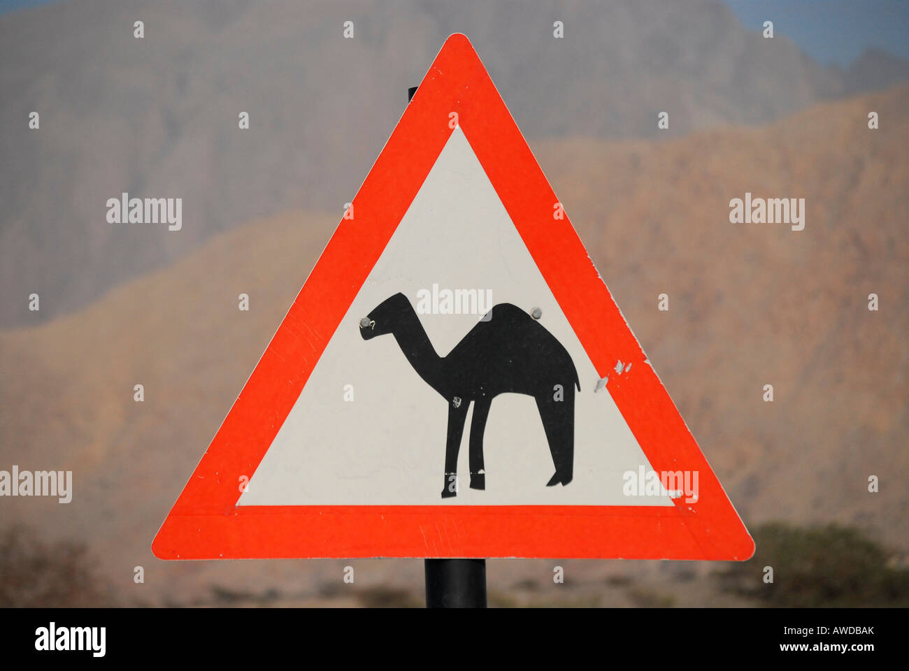Street sign: "Beware of camels!", near Muscat, Oman Stock Photo - Alamy