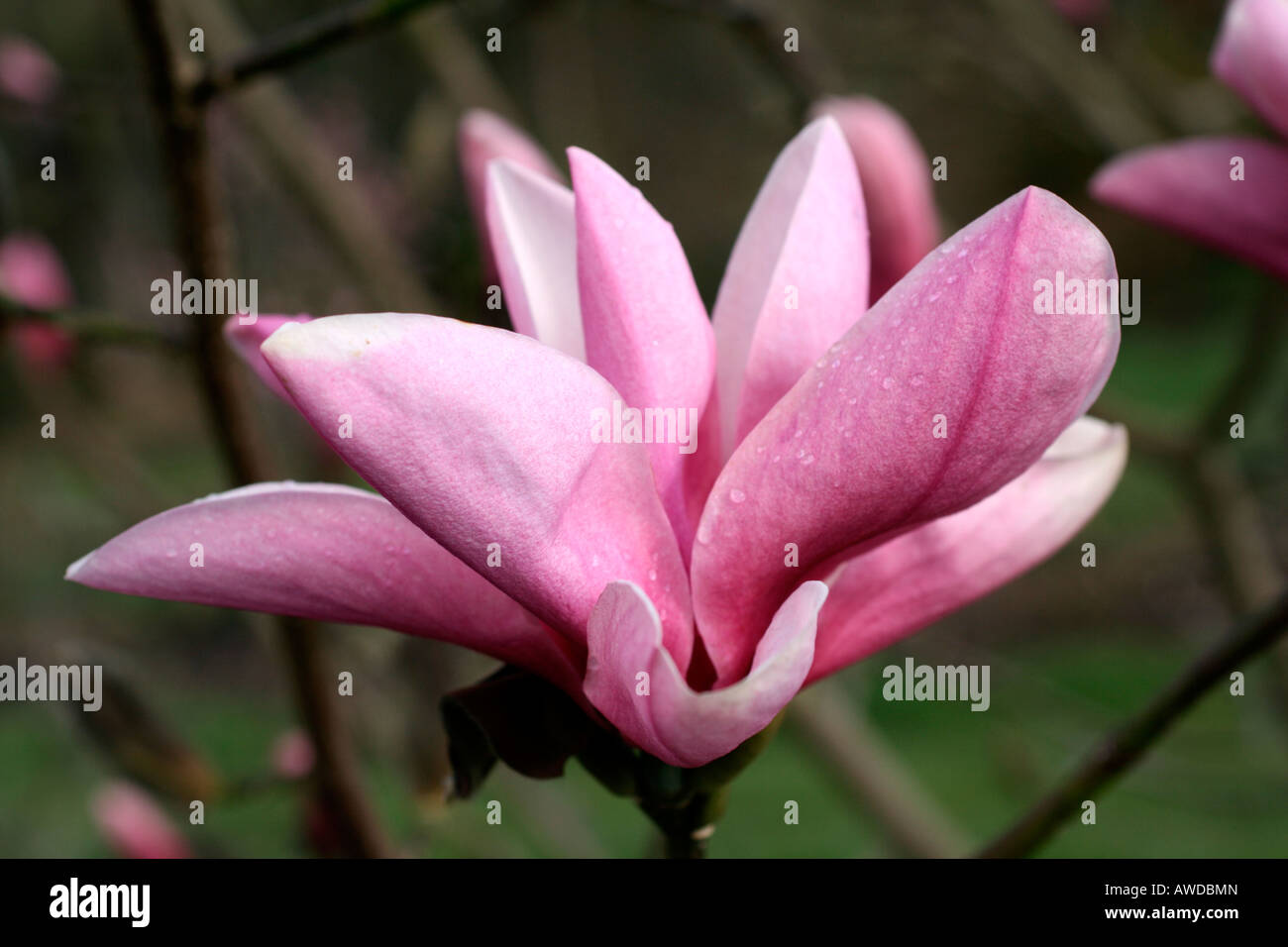 Star wars magnolia hi-res stock photography and images - Alamy