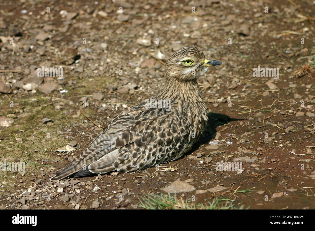 Spotted dikkop hi-res stock photography and images - Alamy