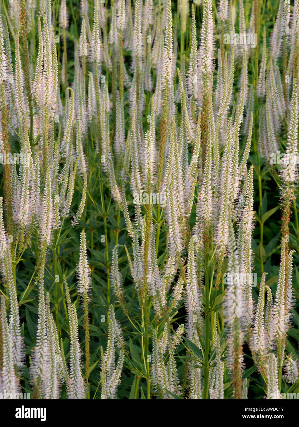 Black root (Veronicastrum virginicum syn. Veronica virginica Stock ...