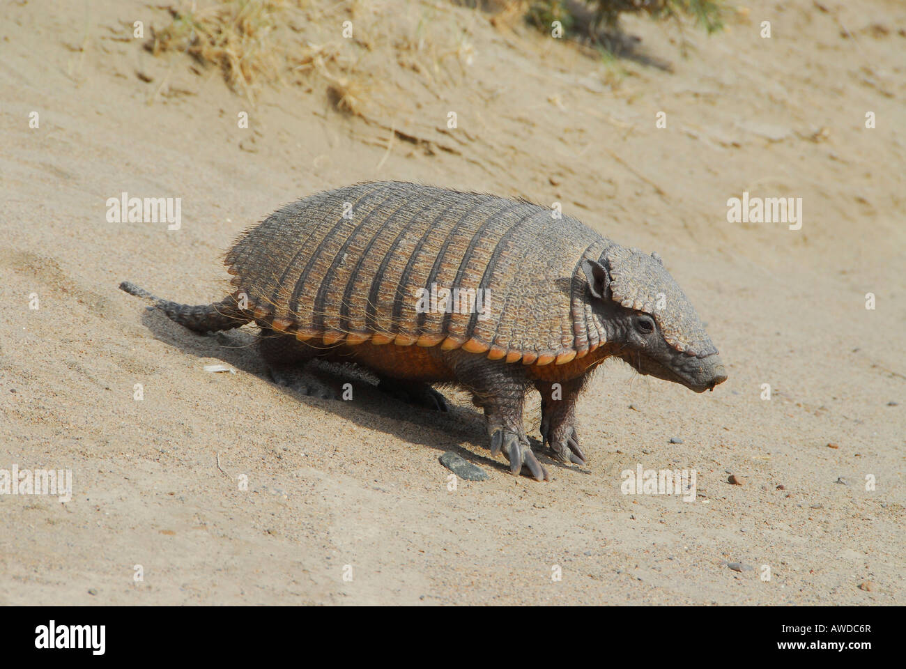 Piche armadillo hi-res stock photography and images - Alamy