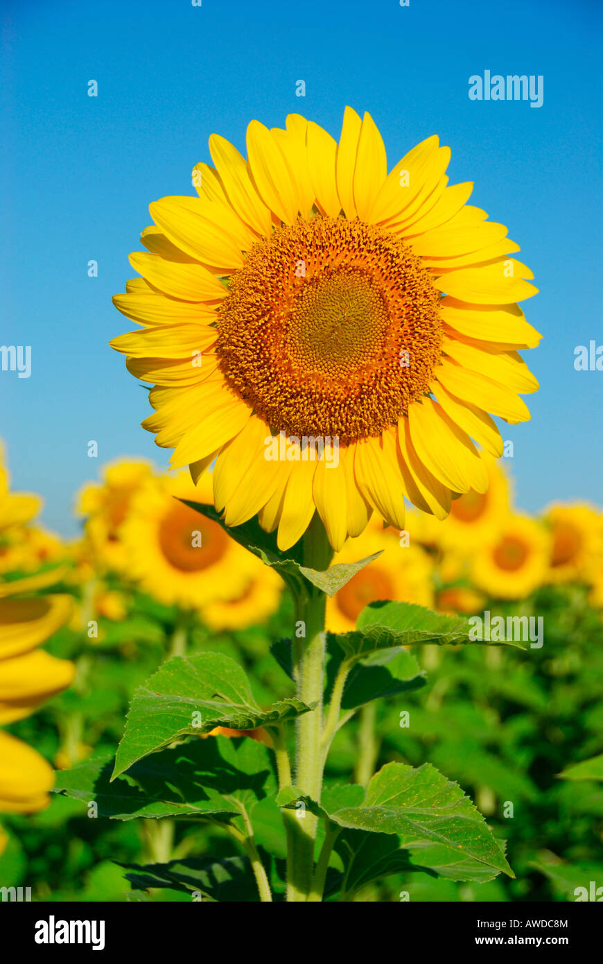 Use of sunflowers hi-res stock photography and images - Alamy