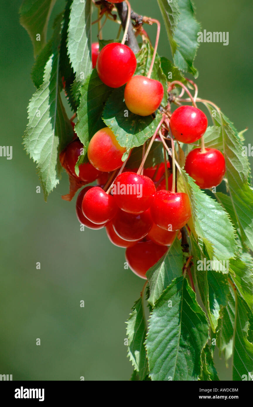 Cherries, Costa Blanca, Spain, Europe Stock Photo - Alamy