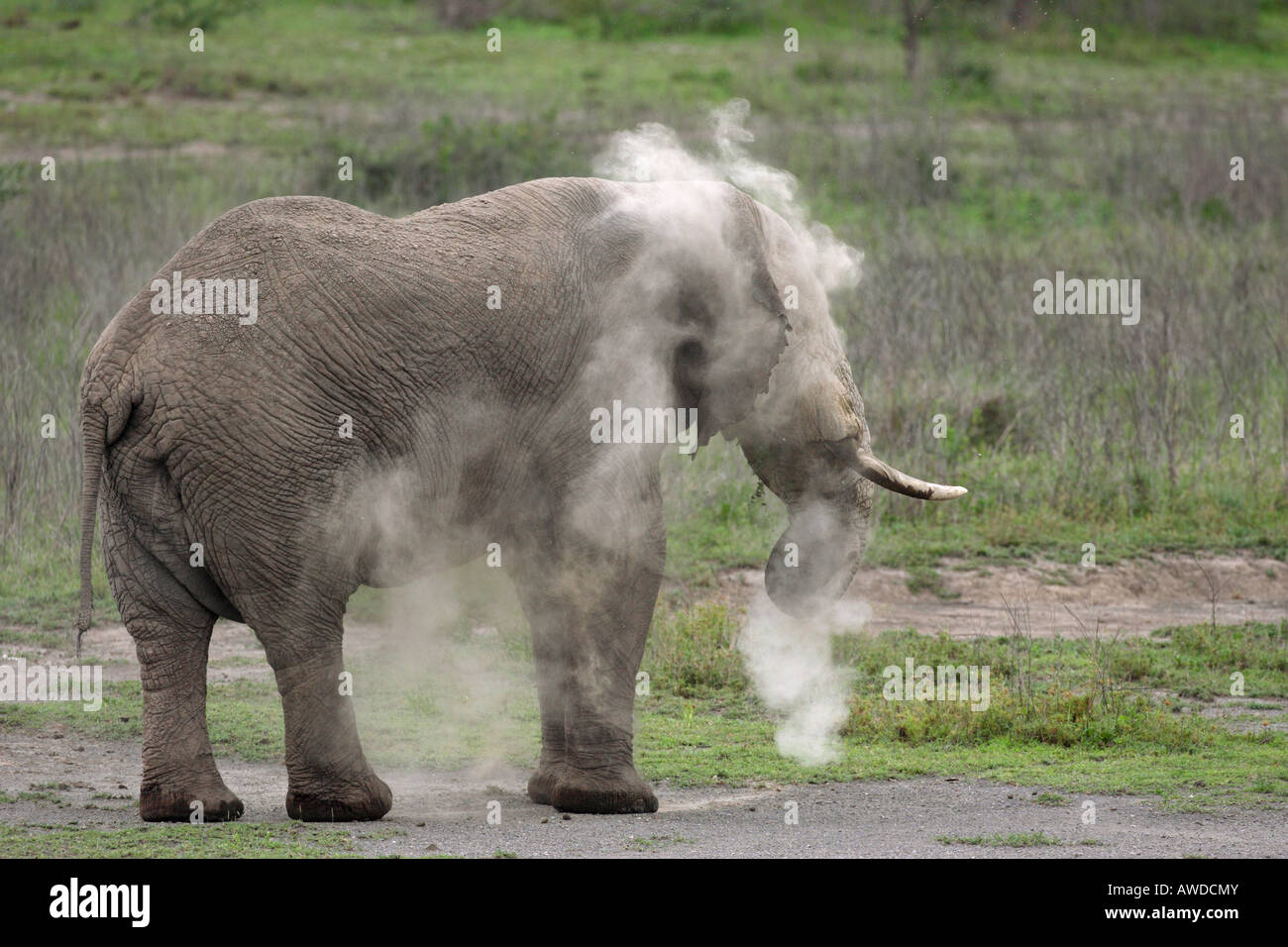 African Elephant covered in dust while having a dust bath on the ...