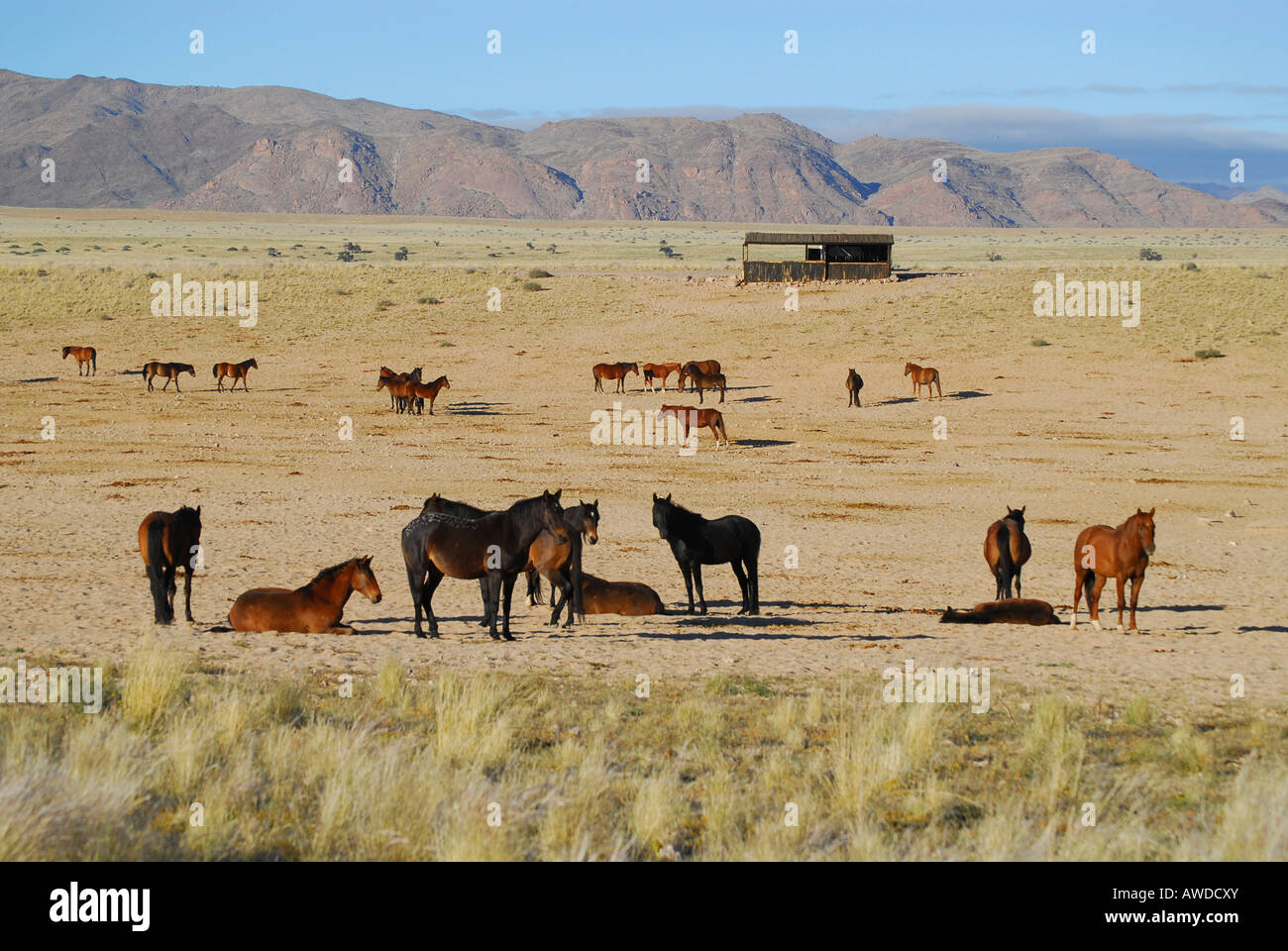 Wild horses in the Namib Desert, Garub, Namibia, Africa Stock Photo - Alamy
