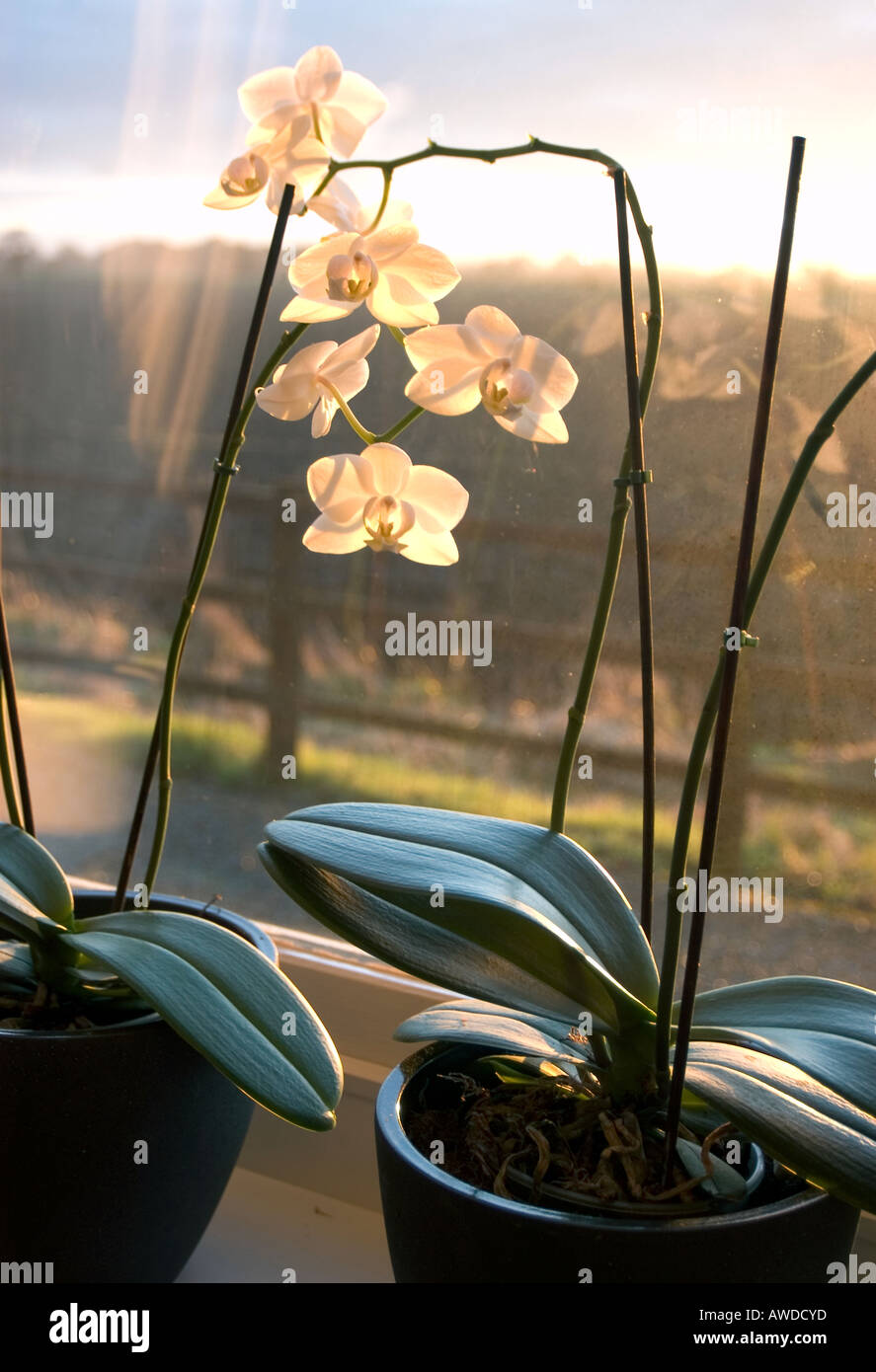 White window cill hi-res stock photography and images - Alamy