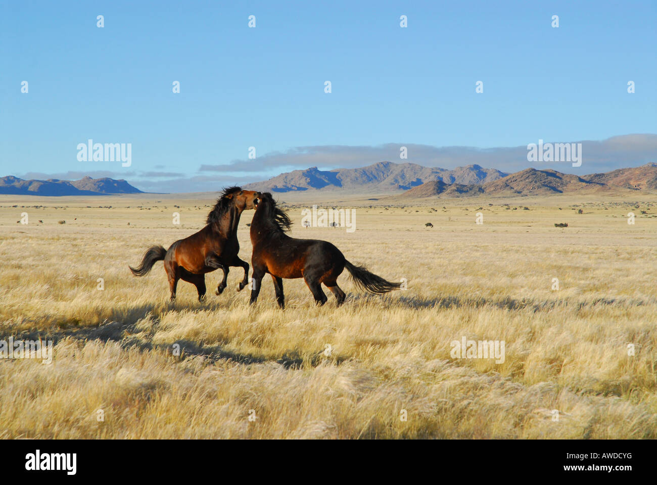 Wild horses fighting in the Namib Desert, Garub, Namibia, Africa Stock ...