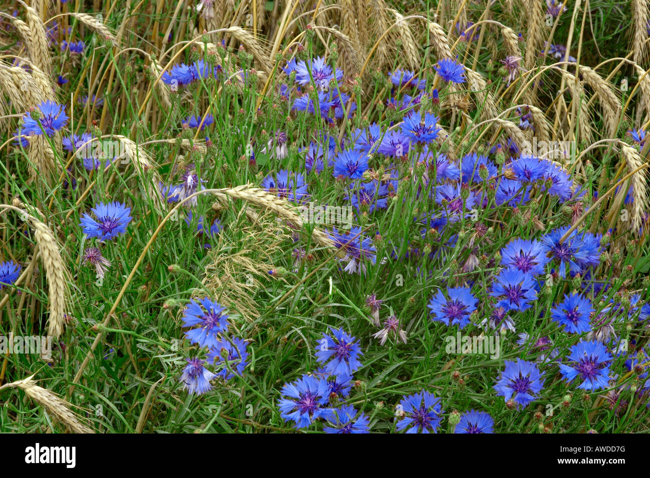 Rye field with cornflowers Stock Photo - Alamy