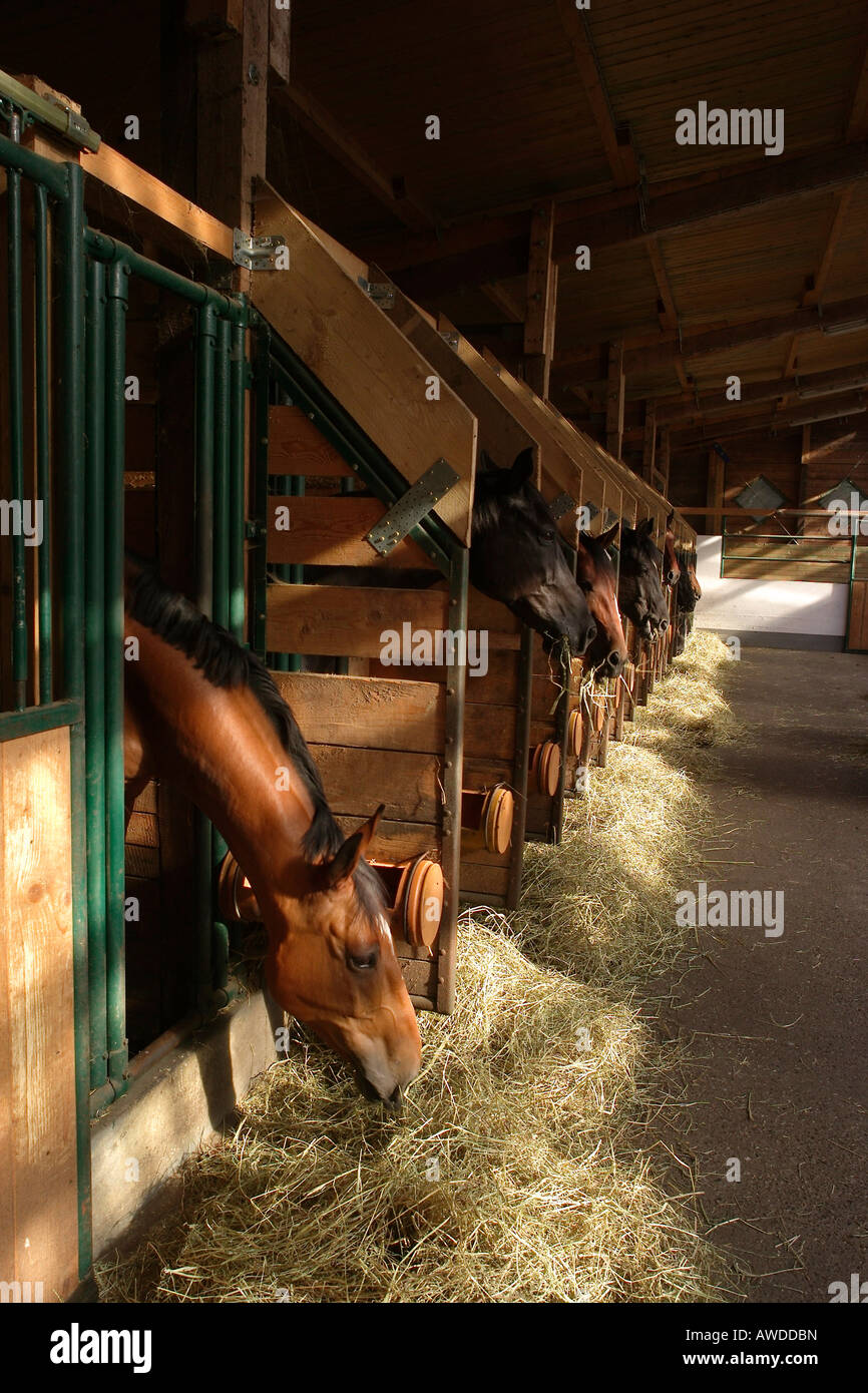 Inside Horse Stable High Resolution Stock Photography and Images - Alamy