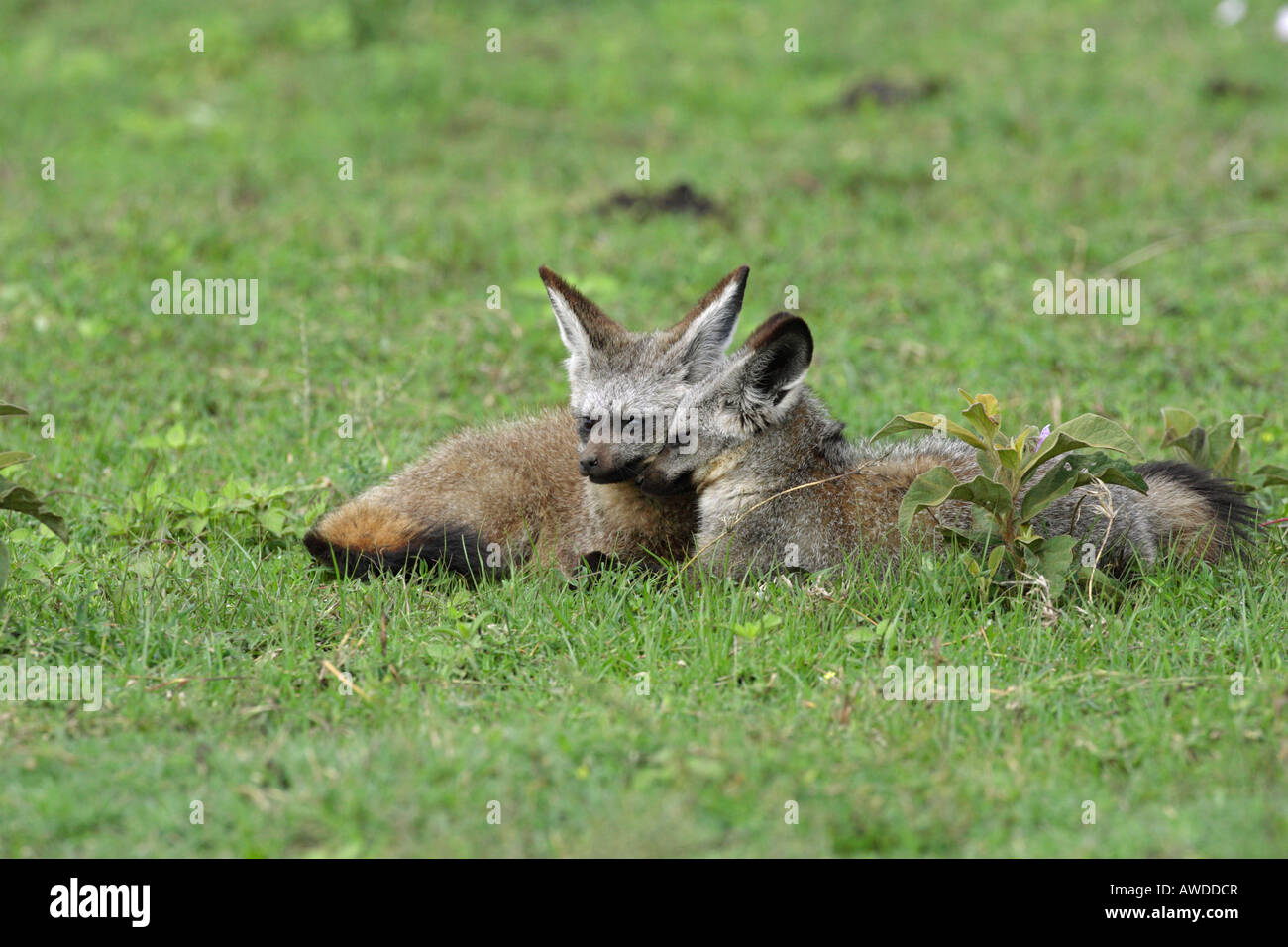 Foxes mating hi-res stock photography and images - Alamy