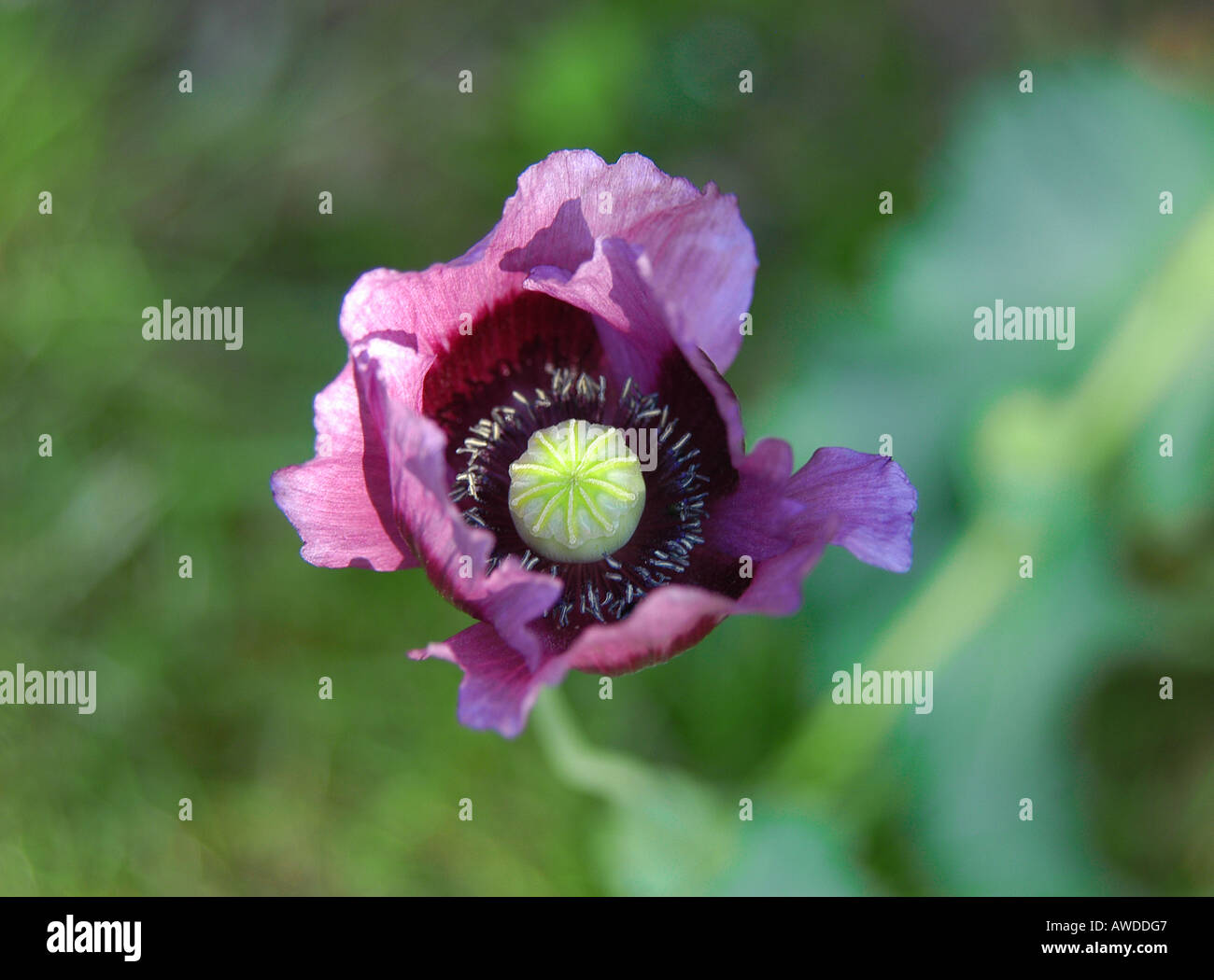 Comon garden poppy hi-res stock photography and images - Alamy