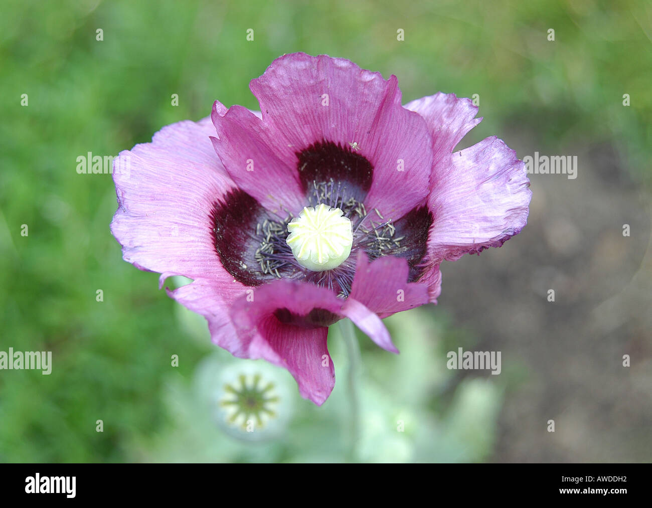 Papaverine hi-res stock photography and images - Alamy