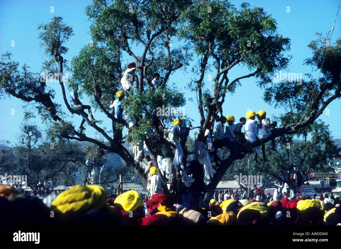 Spectators sitting in a tree at the Pushkar camel fair ,Rajasthan ...