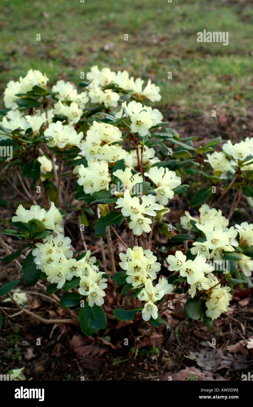Small rhododendron hi-res stock photography and images - Alamy