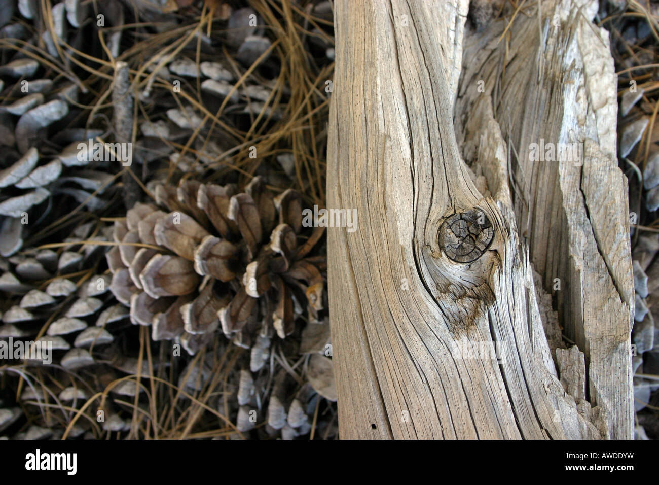 Pine cones and a dead tree trunk Stock Photo - Alamy