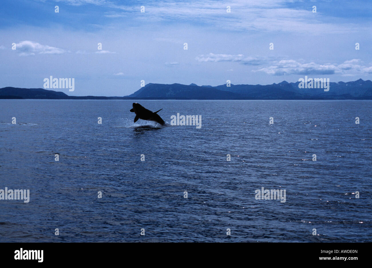 Killer Whale (Orcinus orca) leaping out of the water, in Kodiak, Alaska ...
