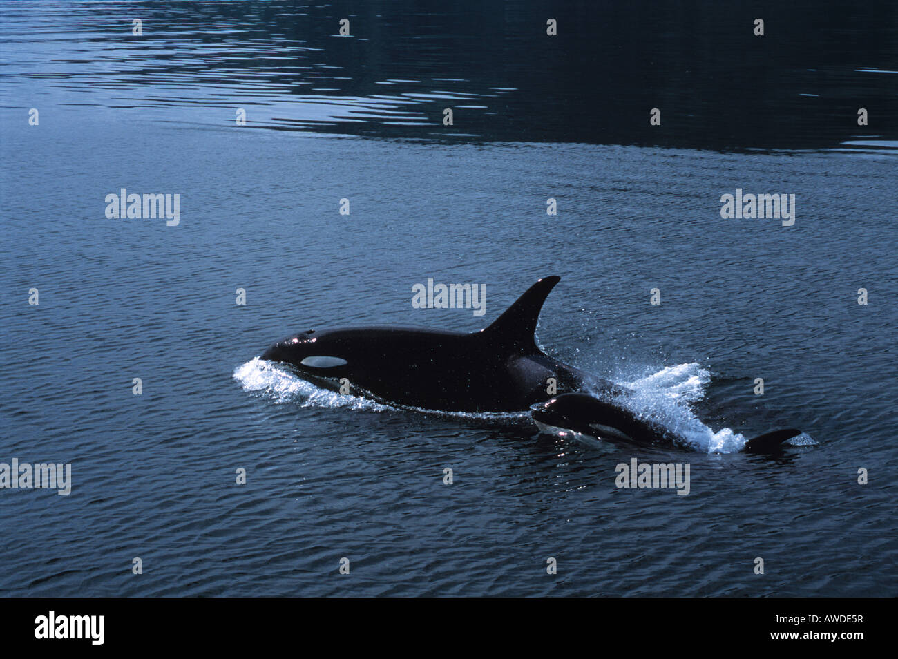 Killer Whale (Orcinus orca) in Kodiak Alaska Stock Photo - Alamy