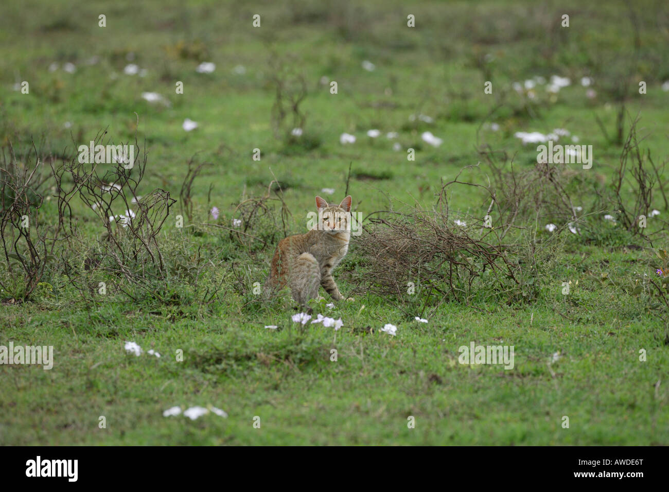 African wild cat hi-res stock photography and images - Alamy
