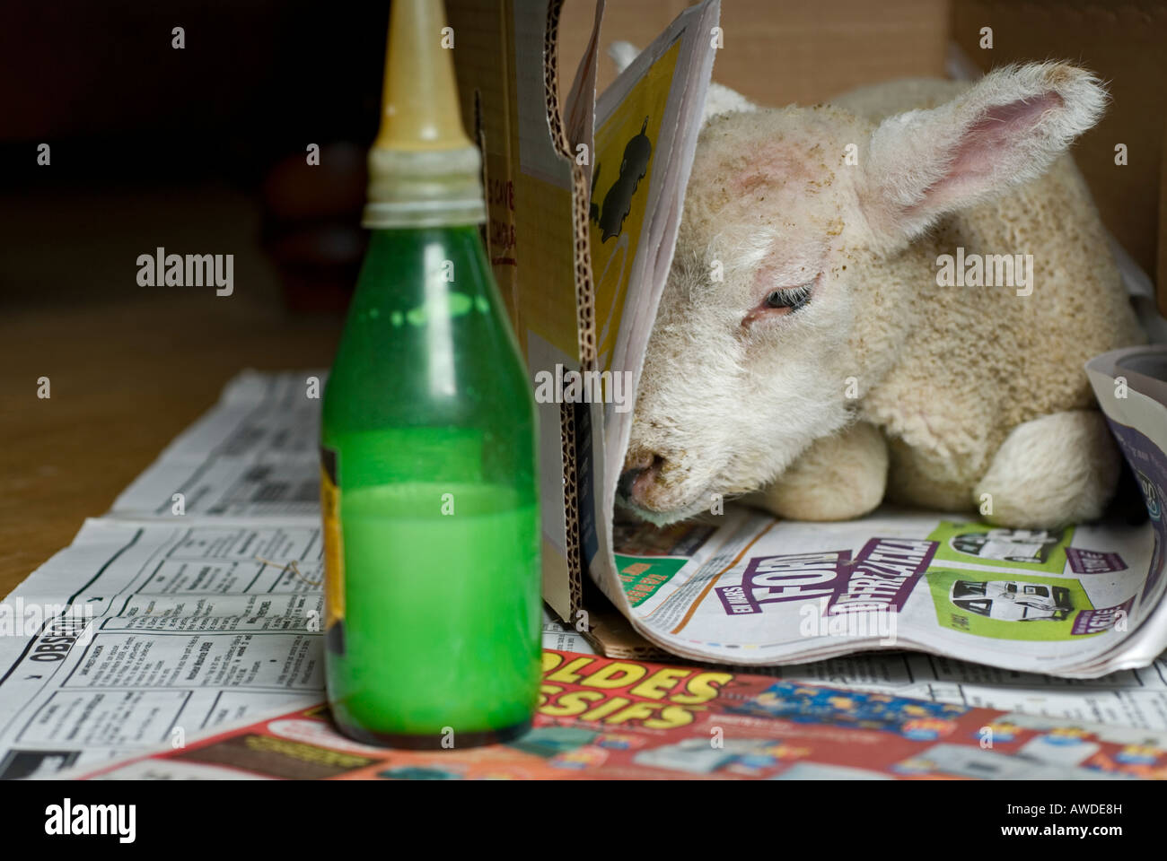 Image of a poorly 3 week old bottle fed lamb The lamb is resting inside ...