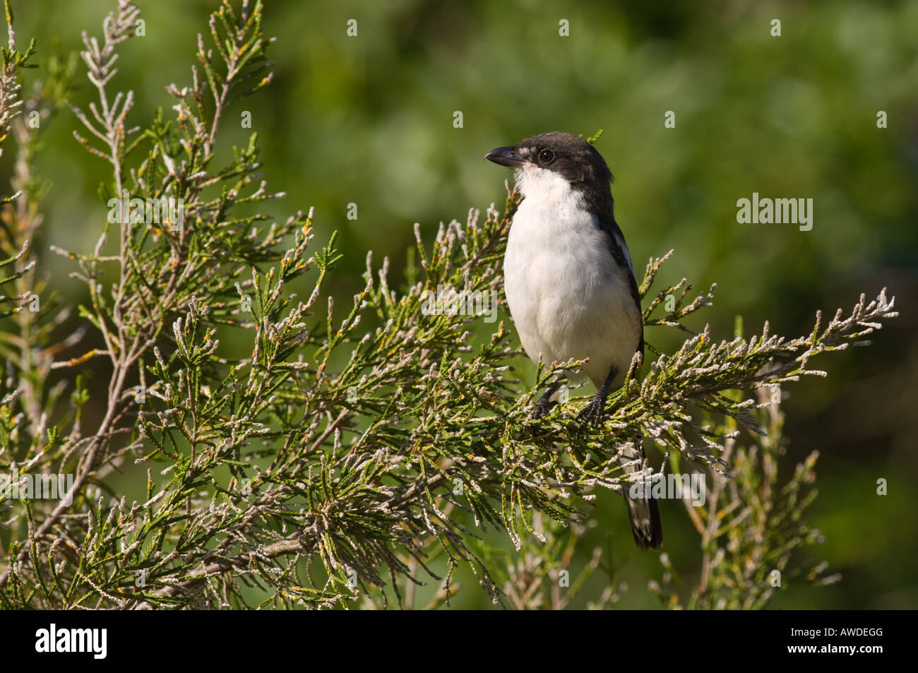 Common Fiscal. (Fiscal Shrike) on Cypress tree South Africa Stock Photo ...